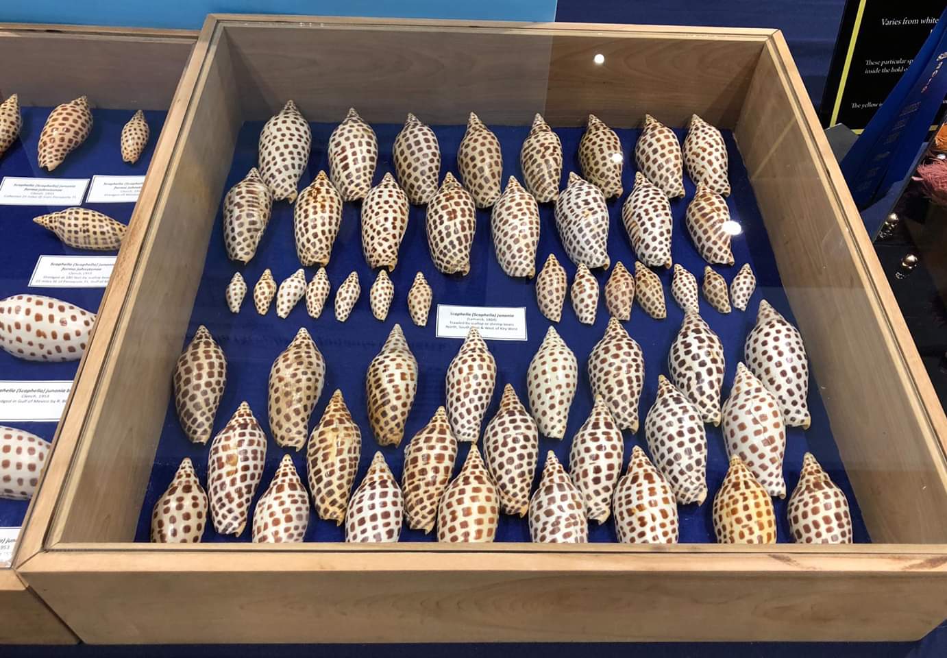 Sanibel Students Encouraged to Enter Shell Show
