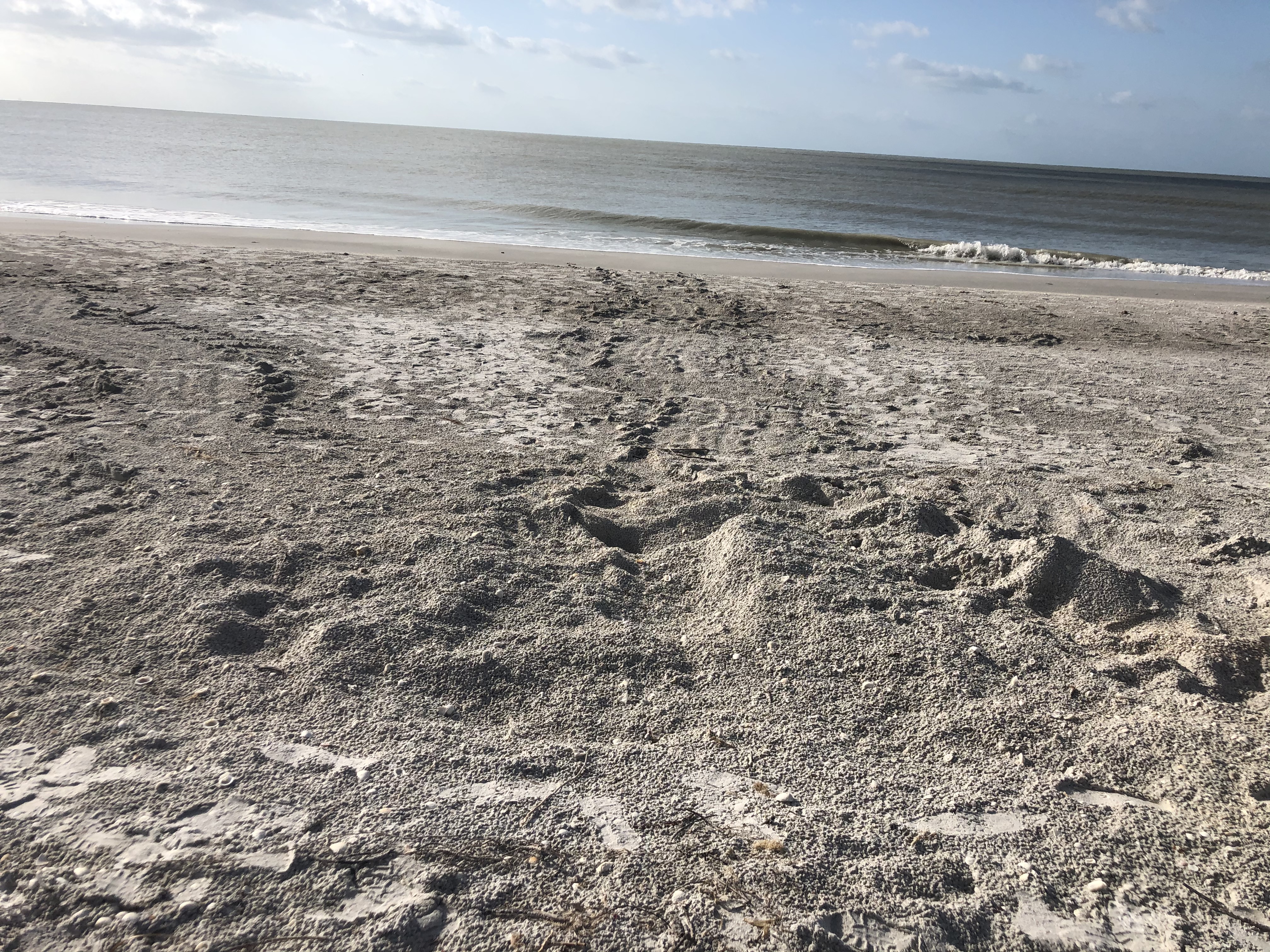 Leatherback Makes Earliest Crawl Ever on Sanibel