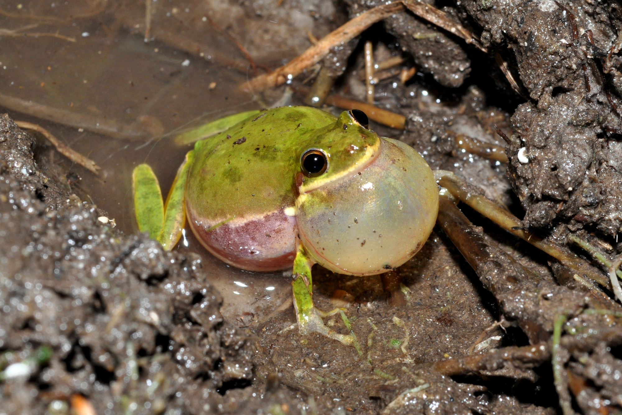 Early Rains Bring Sounds of Summer Frogs, Toads