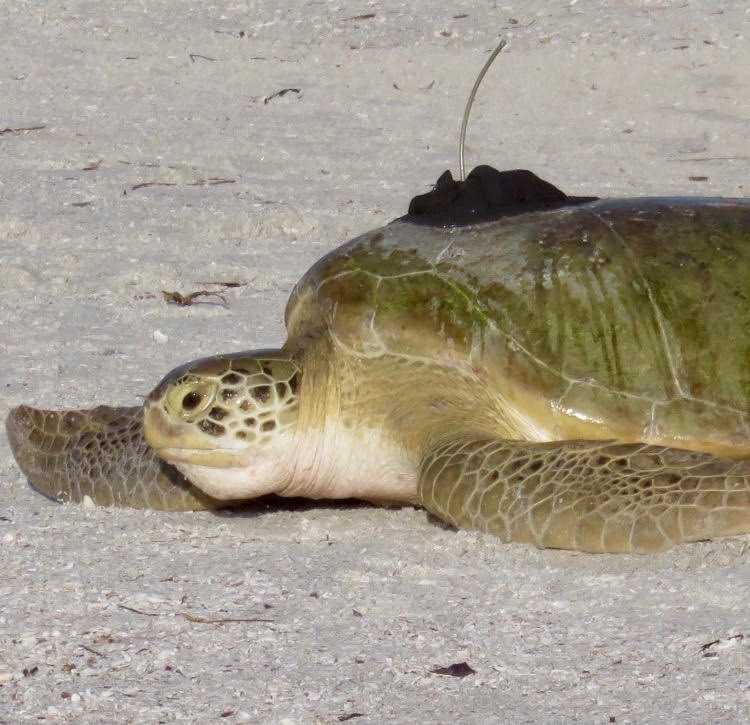 Sea Turtle Nesting Season Is Approaching; Share The Beach