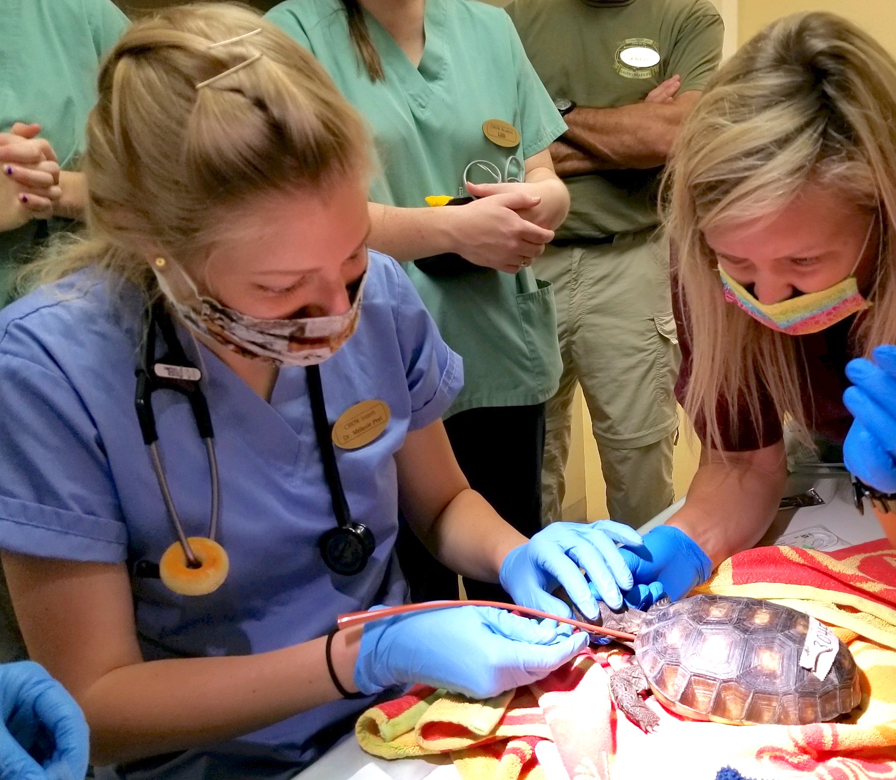 Meet the New CROW Veterinary Interns