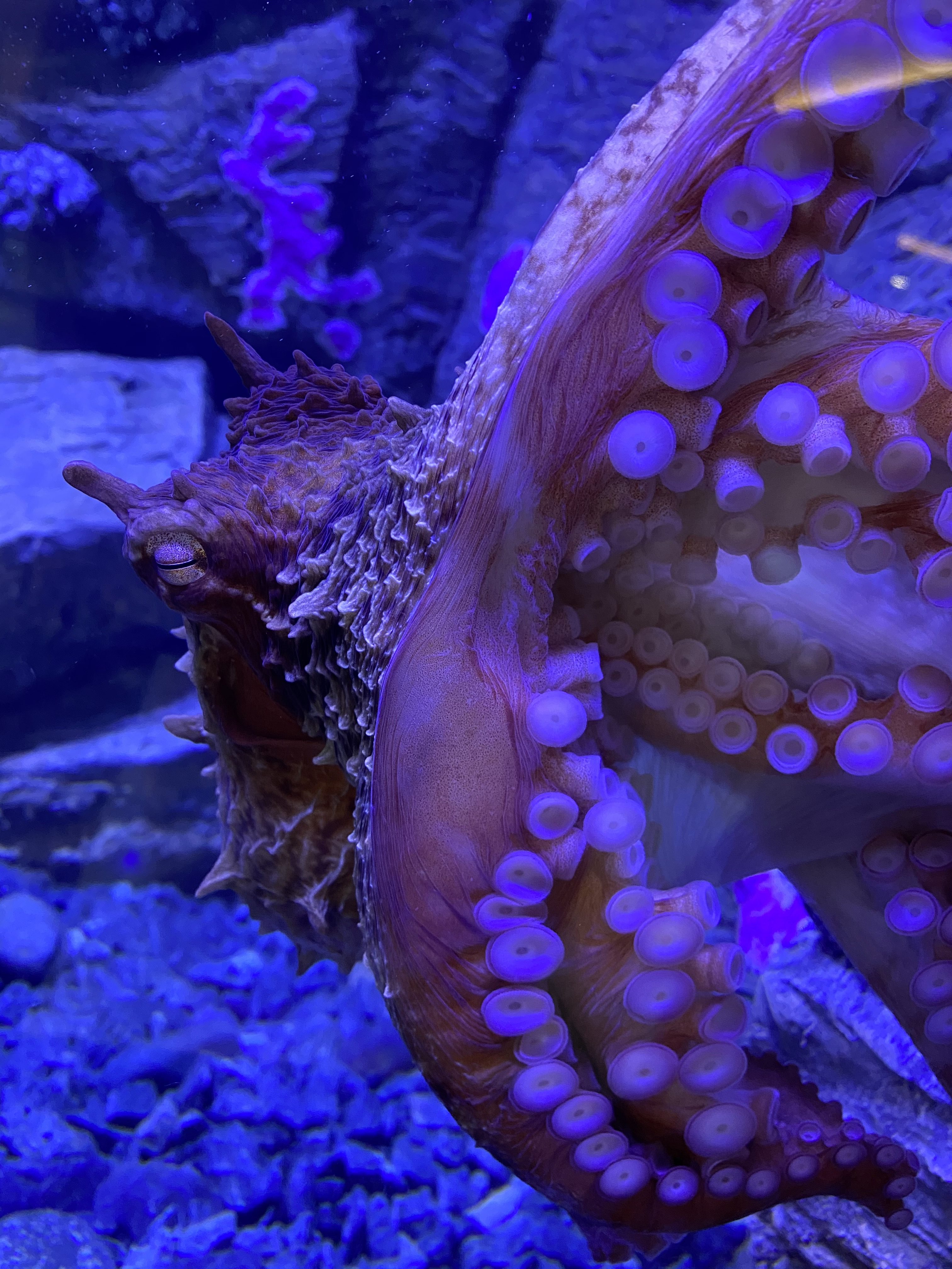 Rare Chance to Interact with Ocean Wonders at Shell Museum