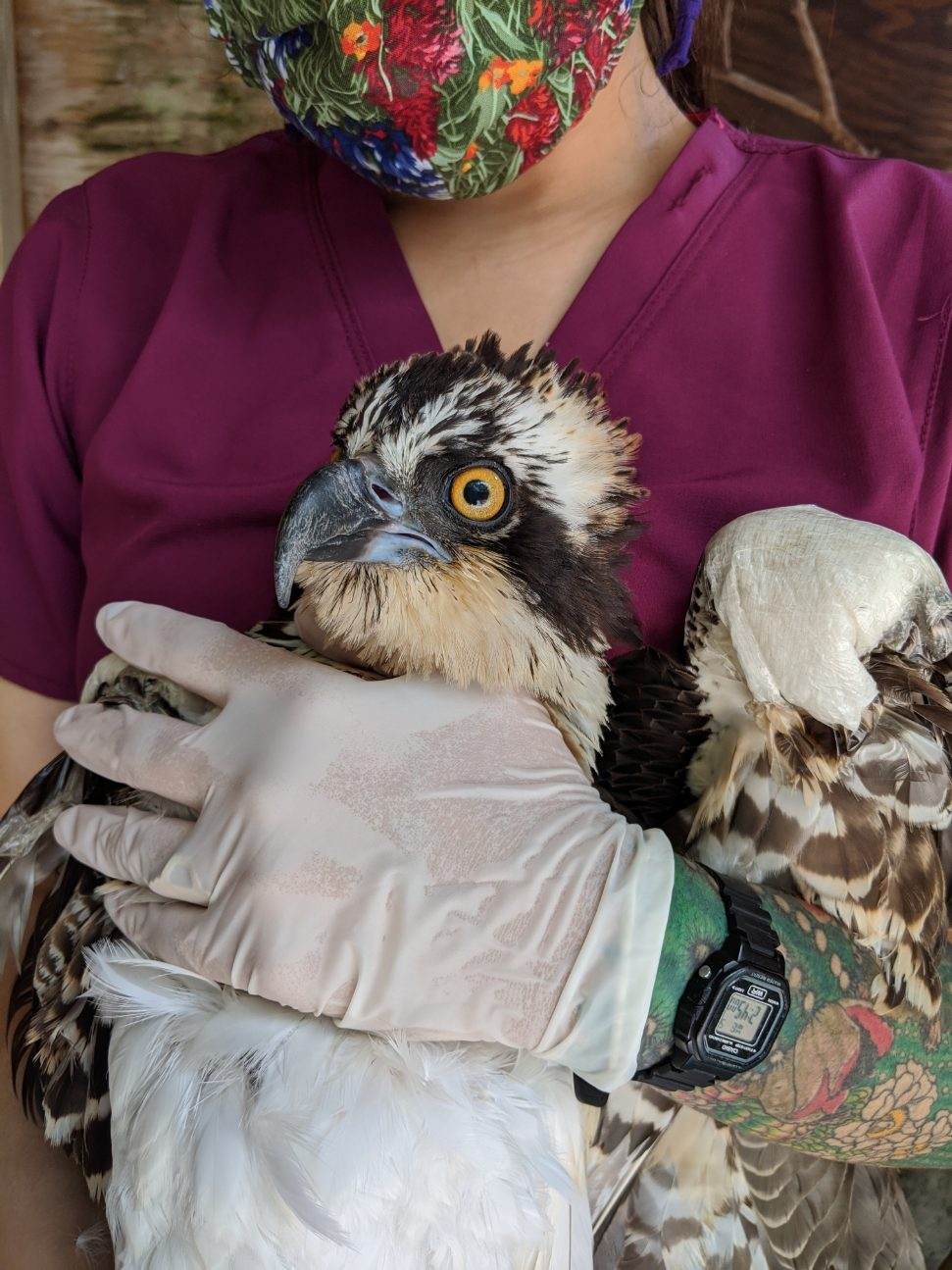 Osprey Recovers from Broken Wing