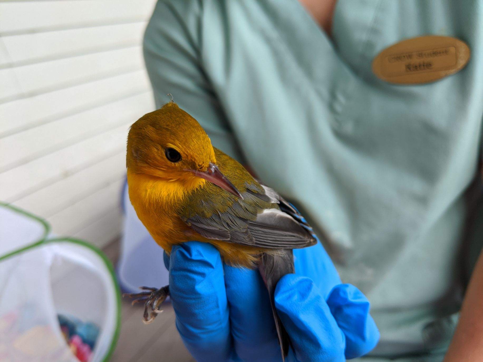 Migratory Songbirds