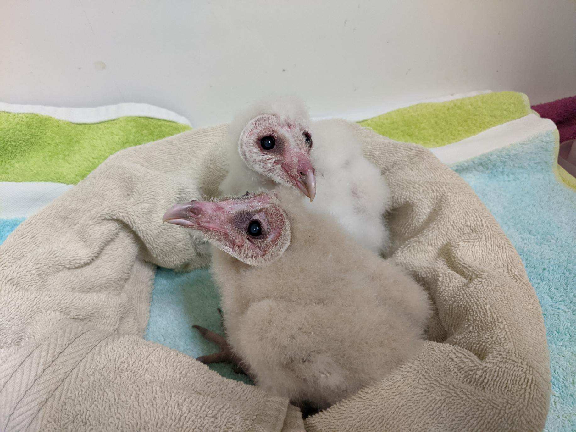 Raptor Nesting Season