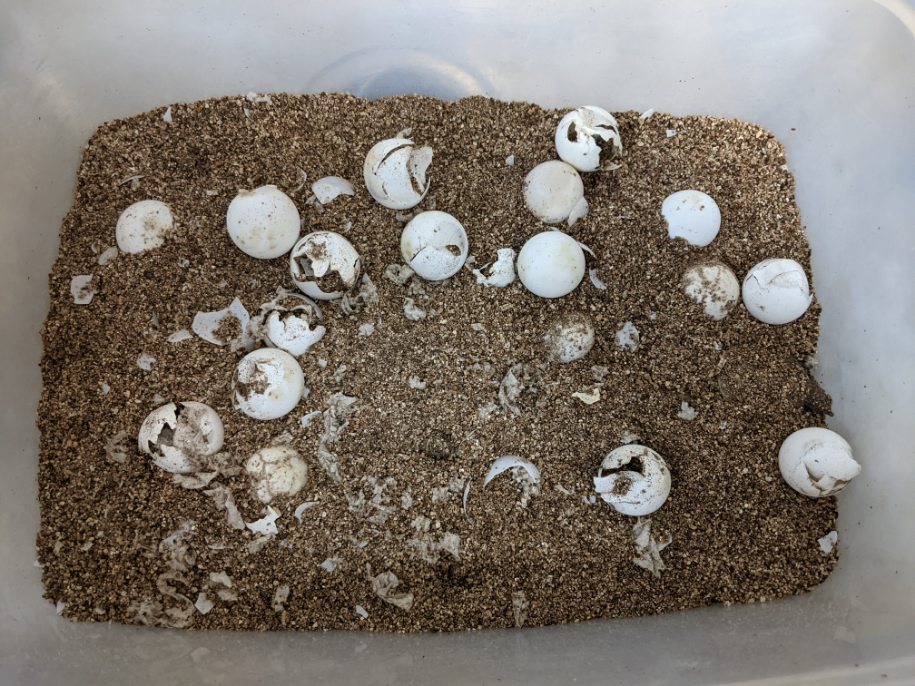 Florida Softshell Turtle Hatchlings