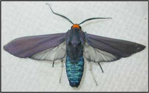 What’s Eating Sanibel’s Strangler Figs?