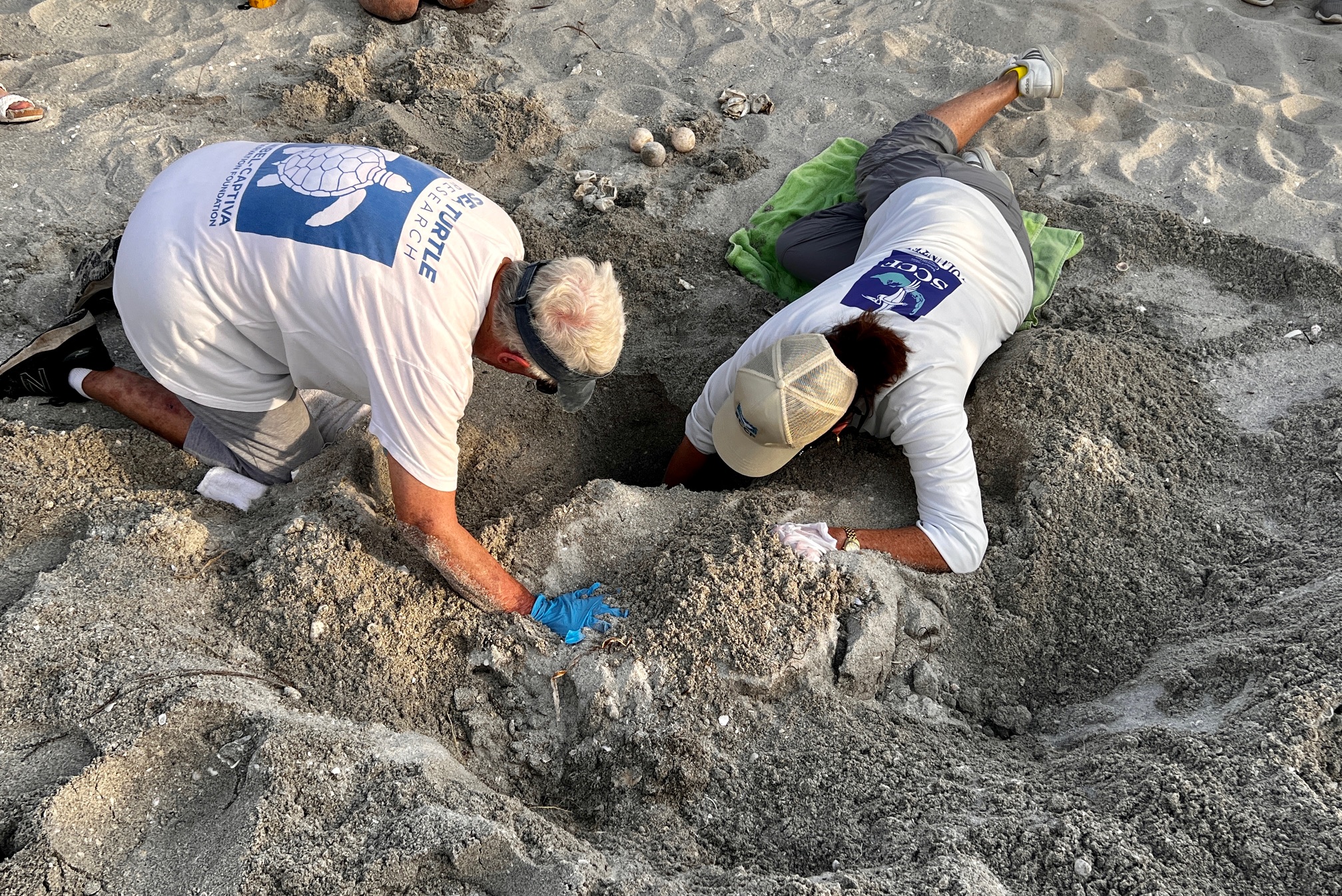 Sanibel’s Leatherback Nest First To Hatch