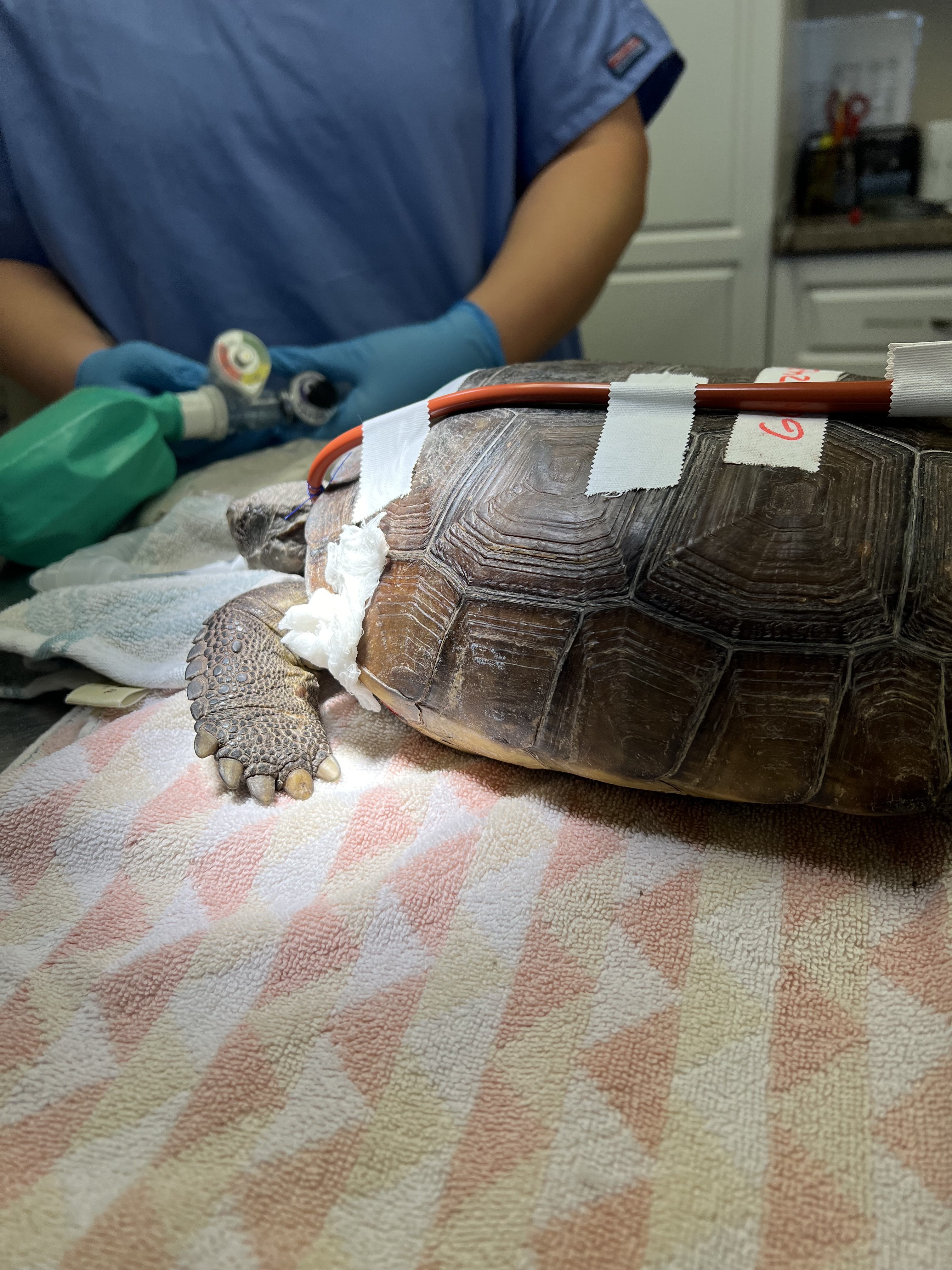 Gopher Tortoise Heals From Shell Fracture
