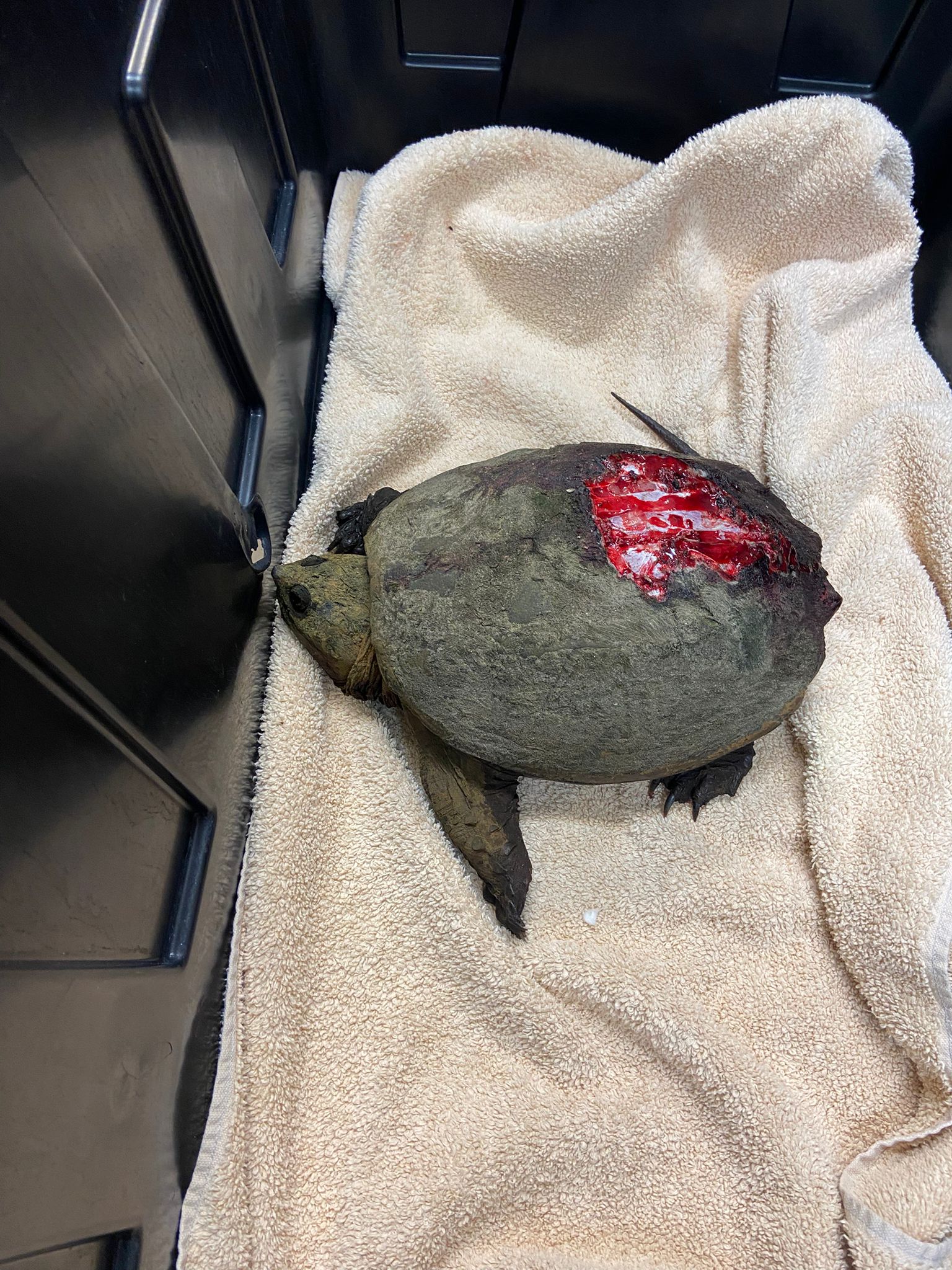 Common Snapping Turtle’s Leading-Edge Treatment